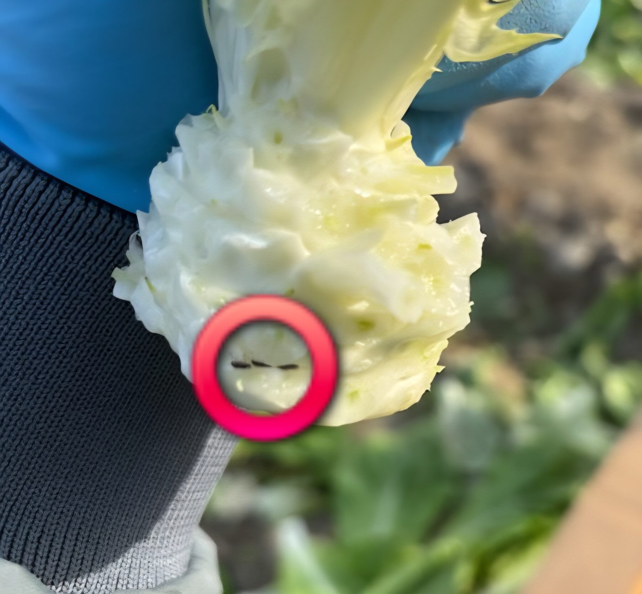 FROM THE FIELDS: DESERT INSECT PRESSURE OUTLOOK - Markon