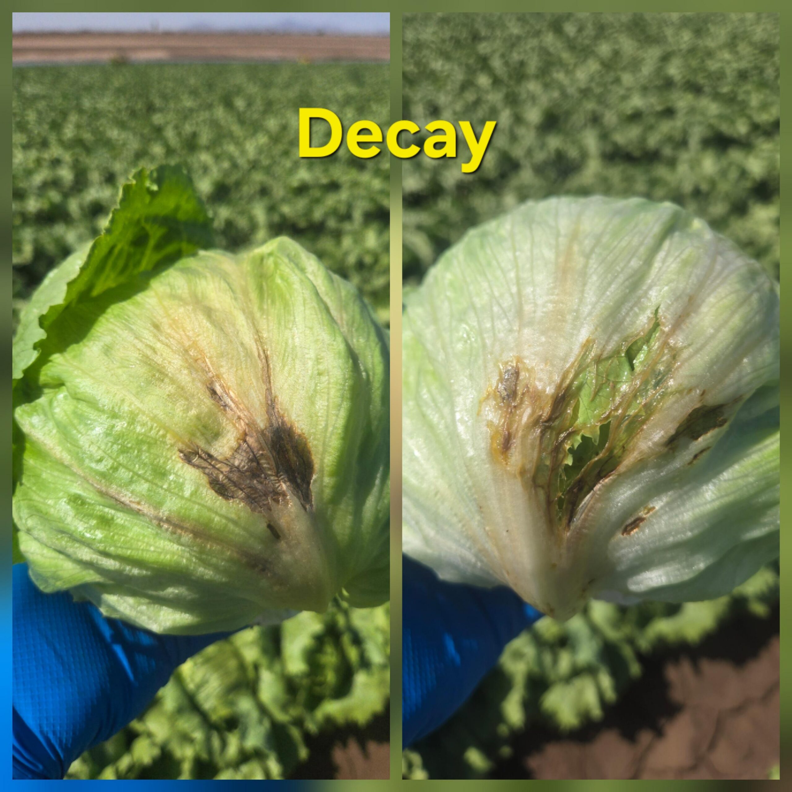 FROM THE FIELDS: DESERT HEAT WAVE - Markon